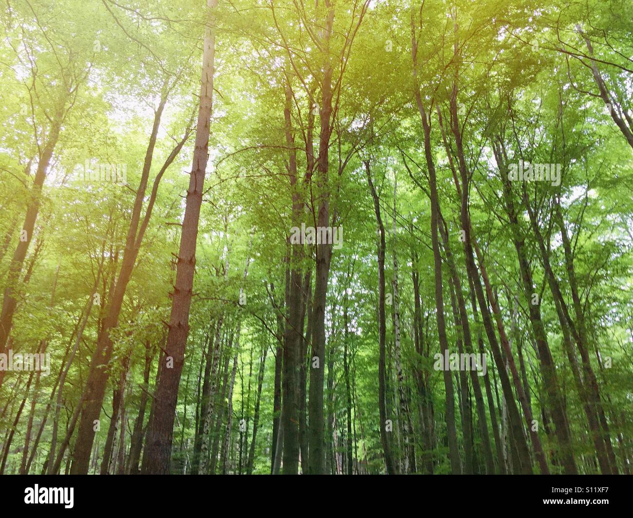 High trees in the forest Stock Photo - Alamy