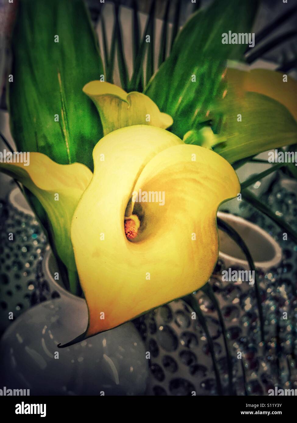 Yellow Calla Lily Stock Photo - Alamy
