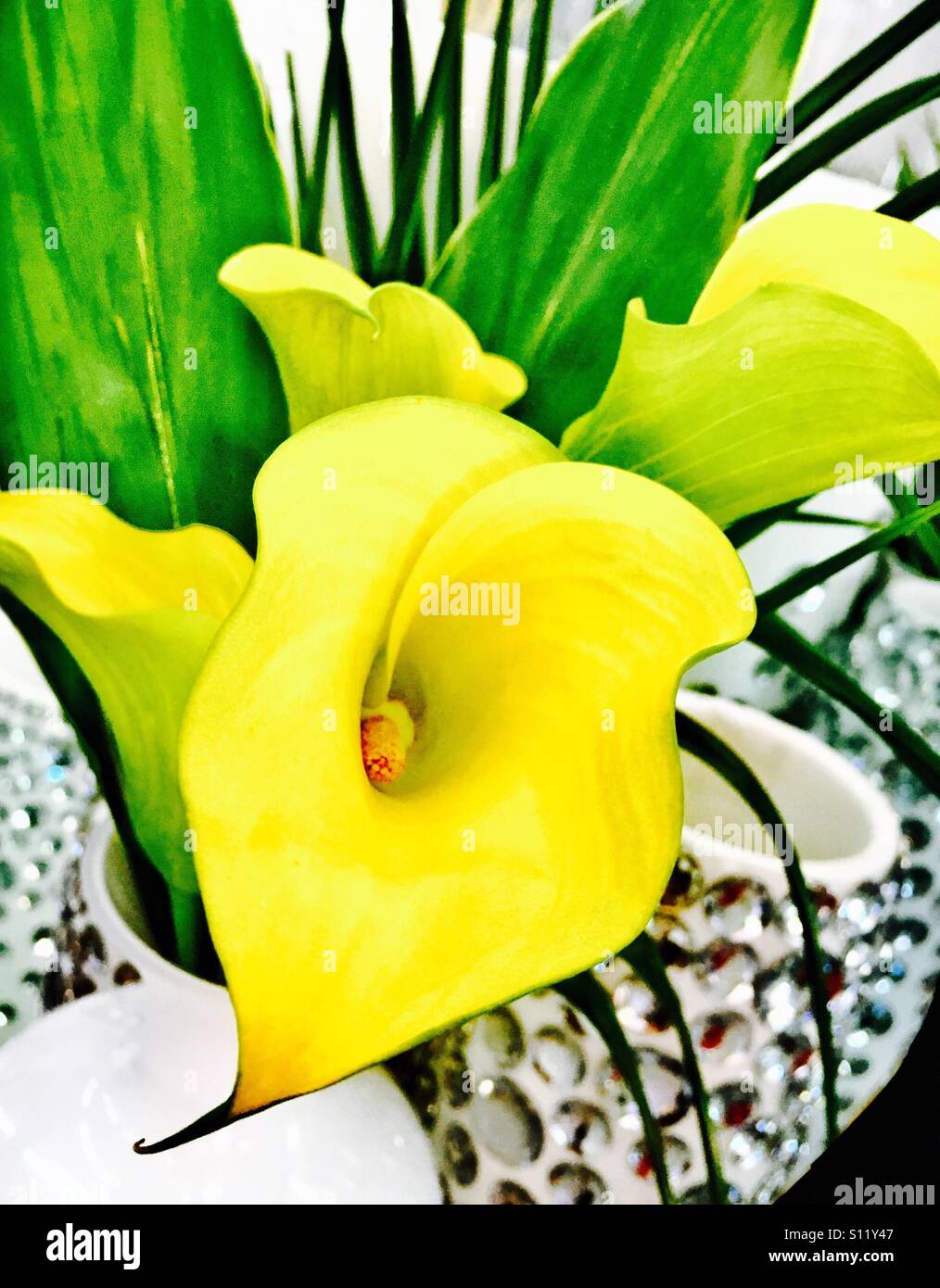 Yellow Calla Lily Stock Photo - Alamy