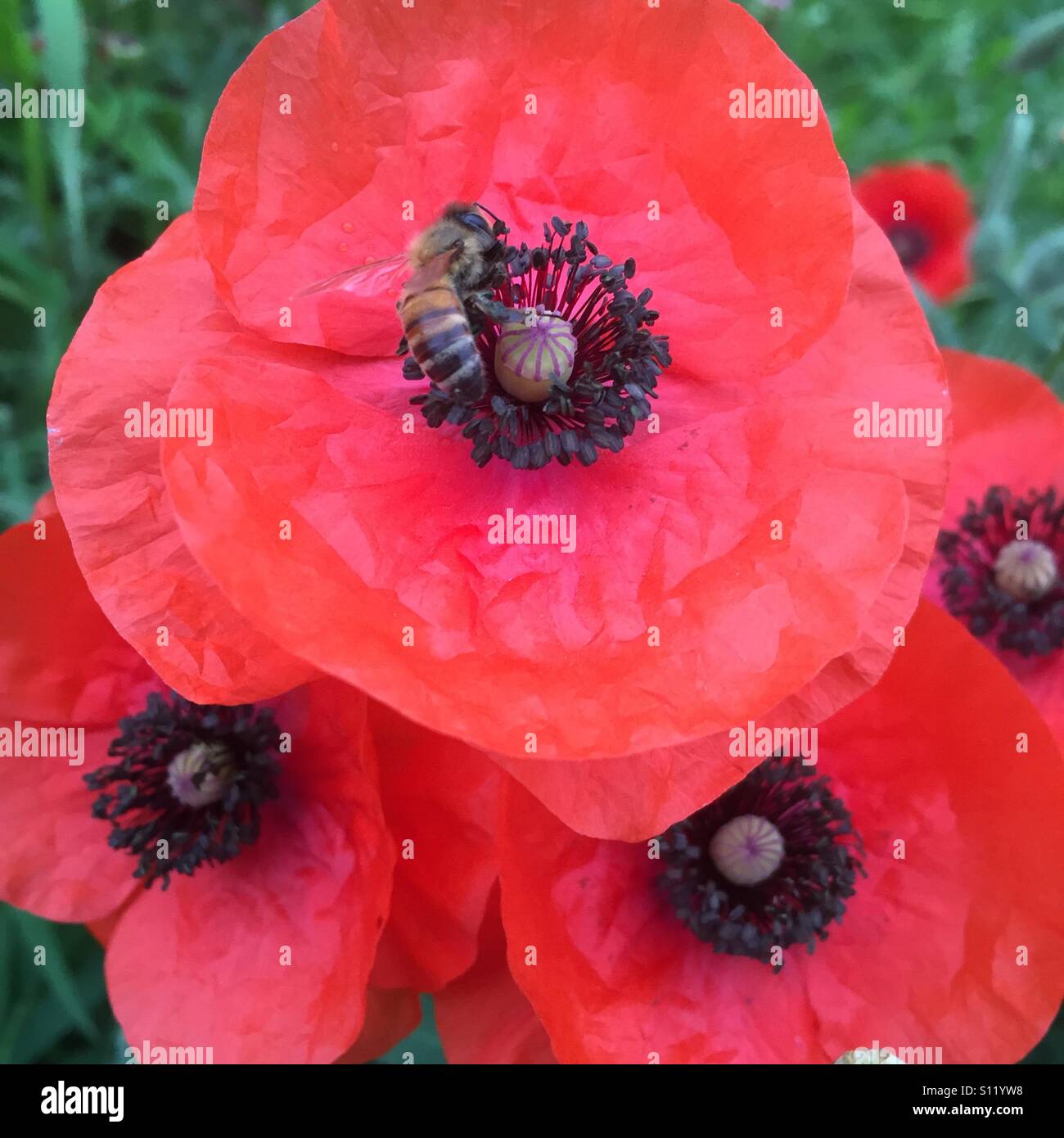 Close up of corn poppy Stock Photo - Alamy