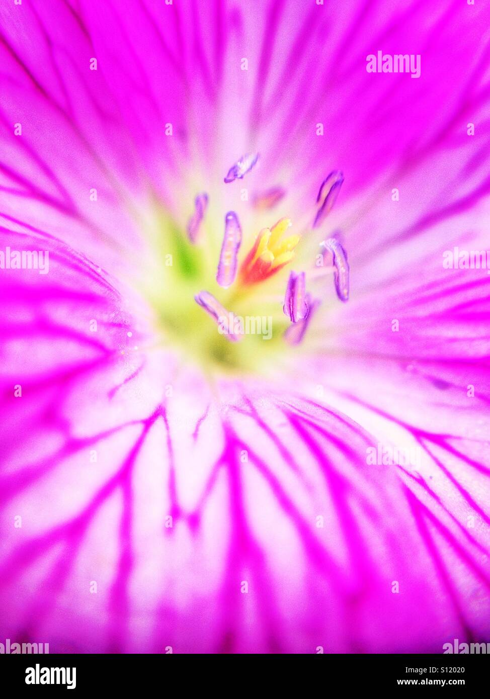 Pink flower close up Stock Photo - Alamy