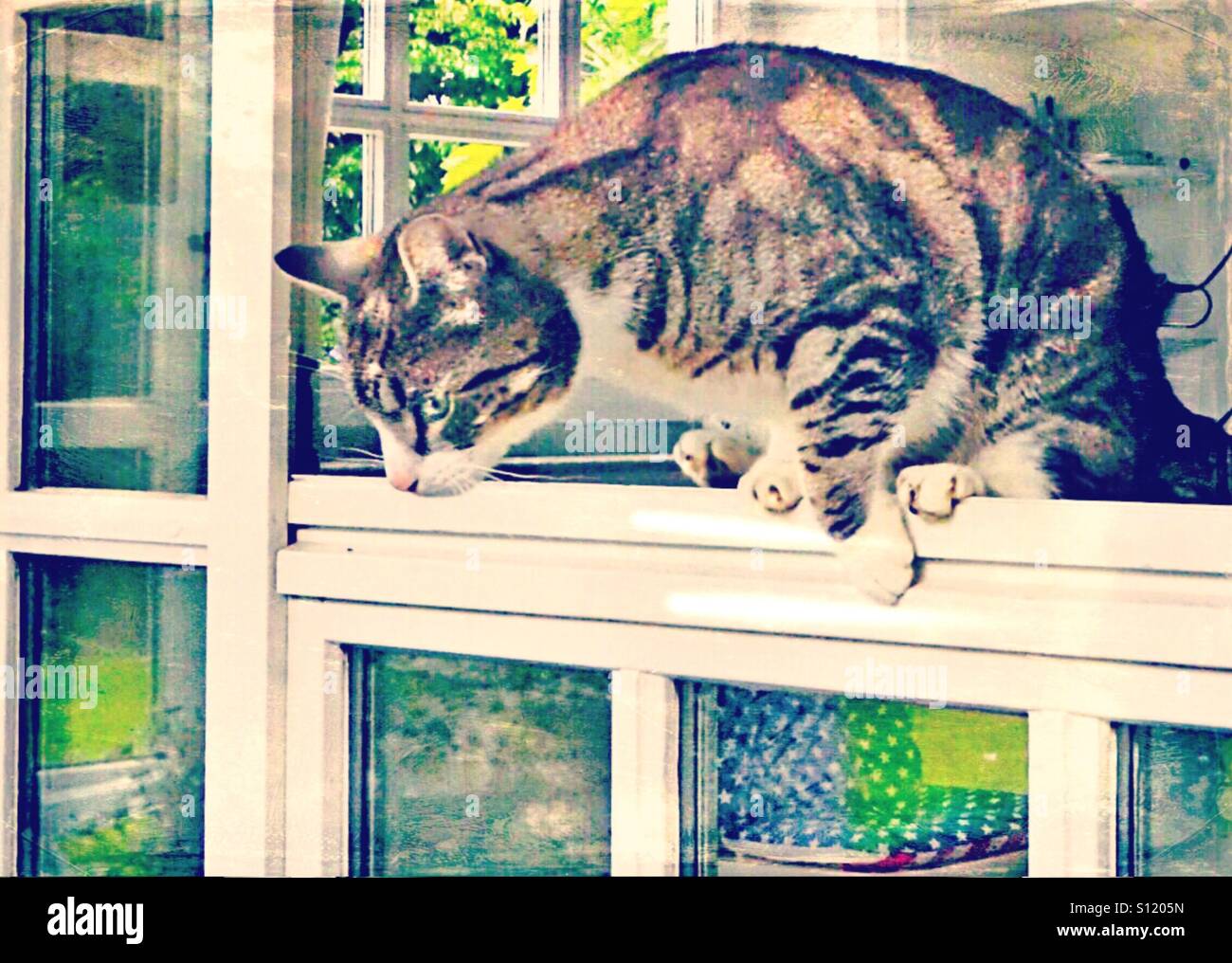 ...cat, power and balance pure...! Stock Photo - Alamy