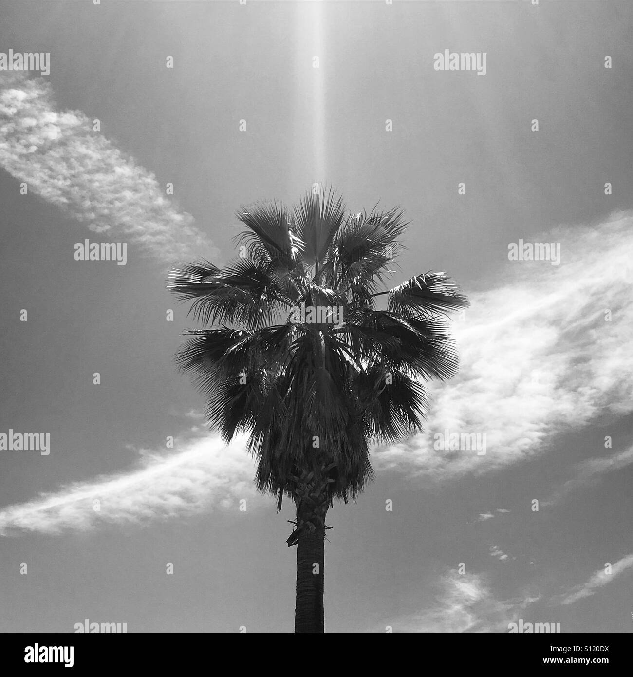 Palm tree in sunlight Black and White Stock Photos & Images - Alamy