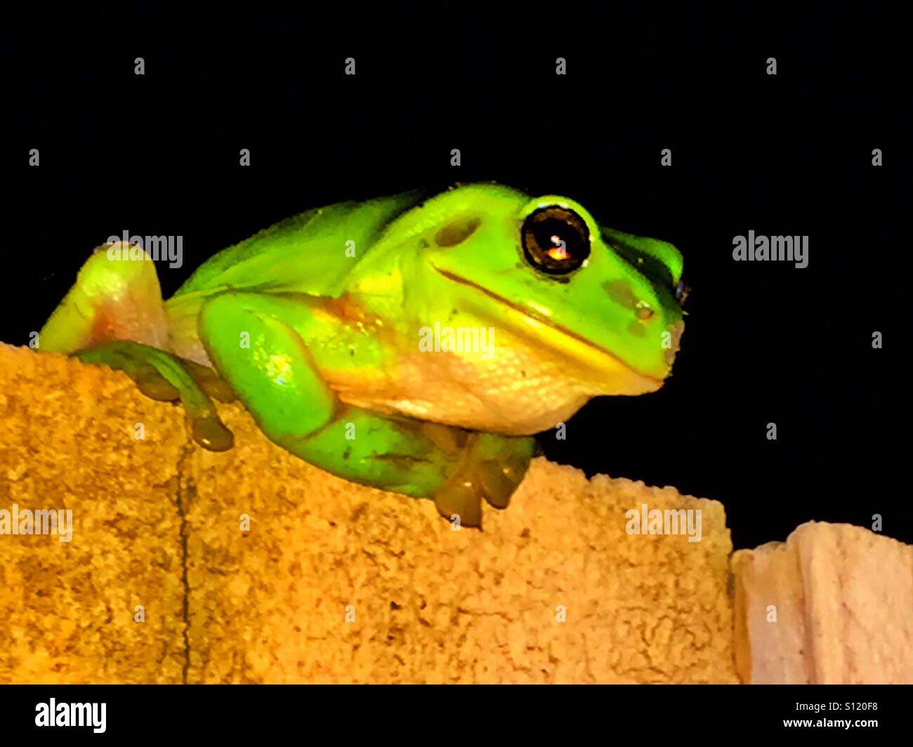 Green tree frog of Queensland Stock Photo - Alamy