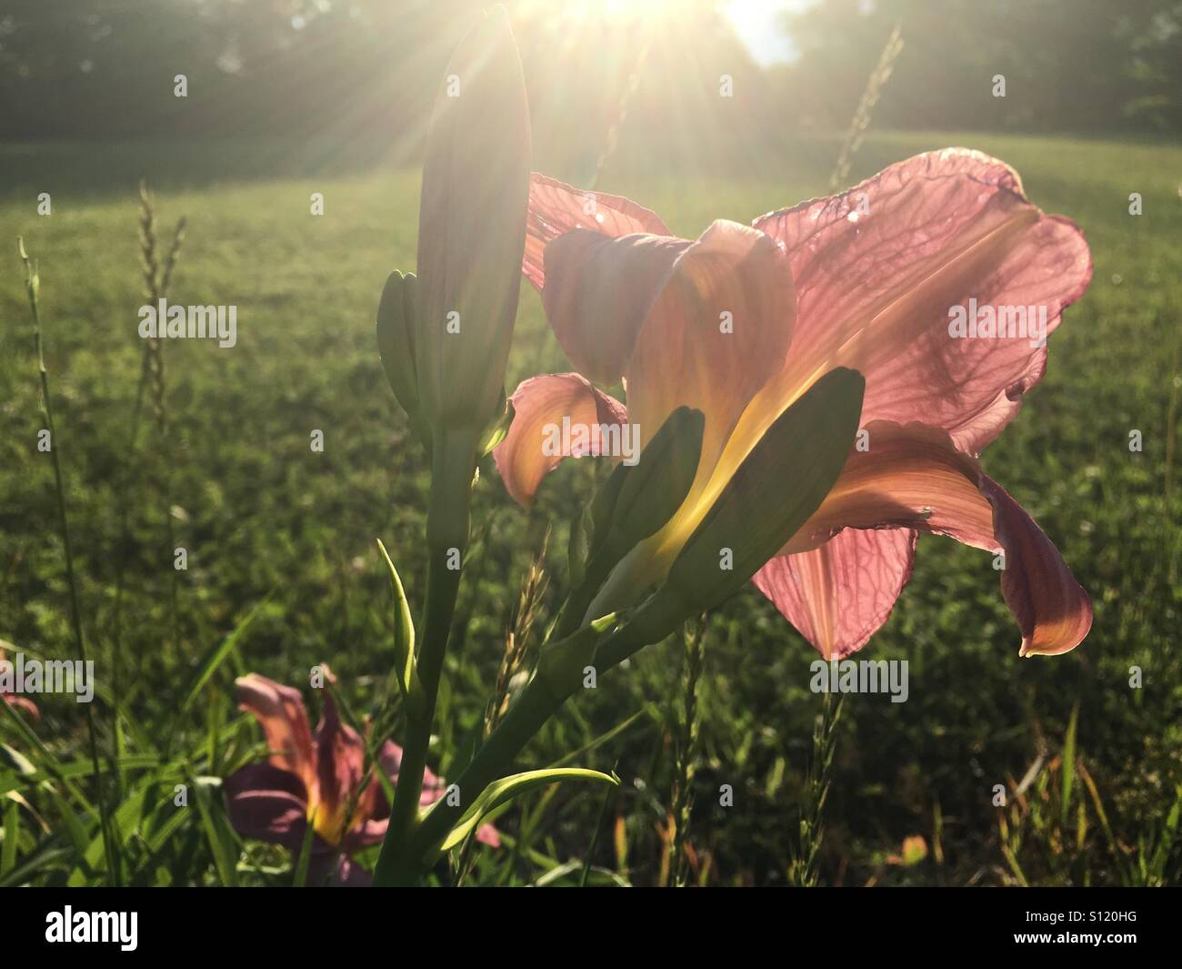 Day lily in evening Stock Photo - Alamy