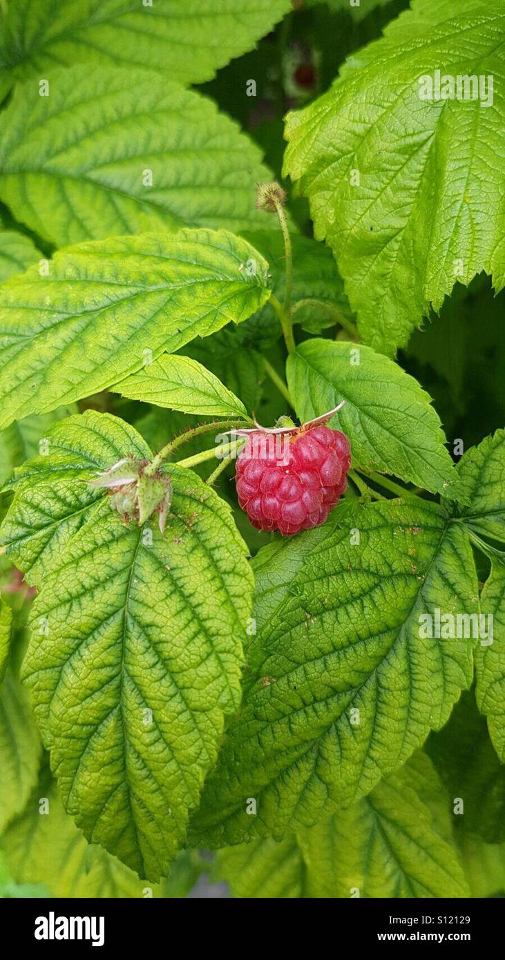 Loganberry and leaves Stock Photo - Alamy