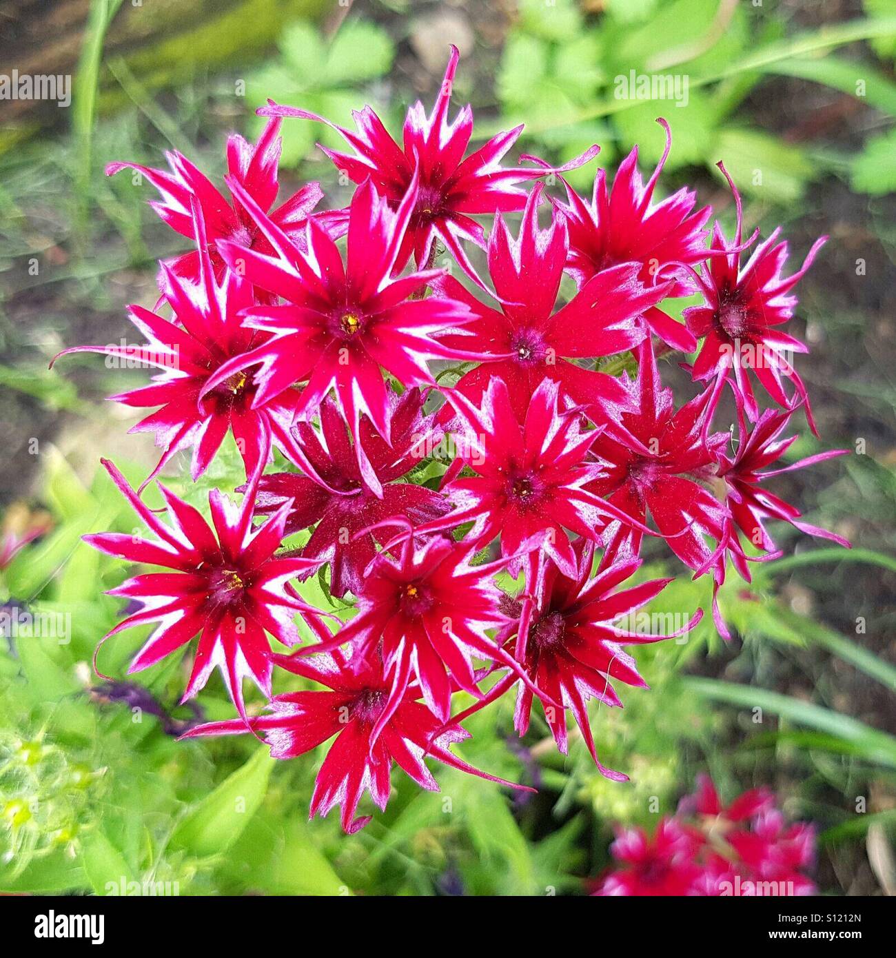 Perennial plant with pink and white flowers with sharp petals Stock ...