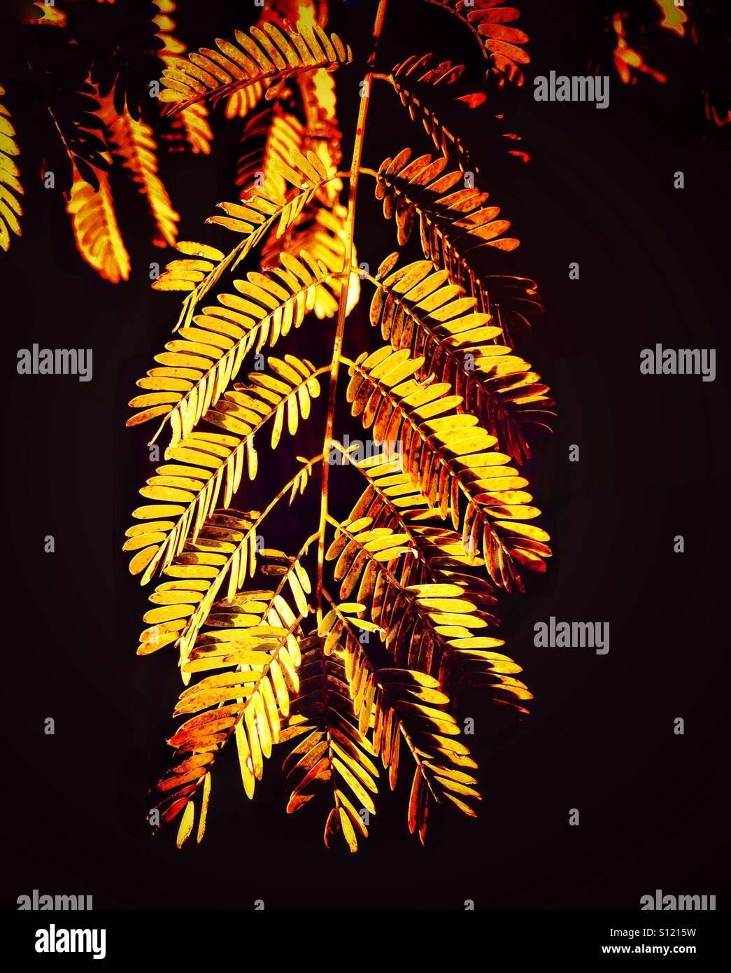African thorn tree hi-res stock photography and images - Alamy