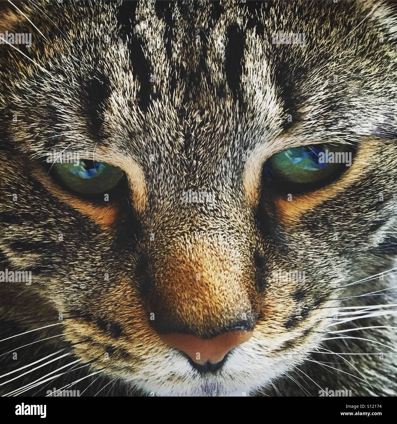 Kitty face hi-res stock photography and images - Alamy