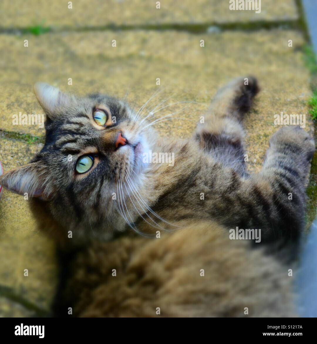 Lazy cat hi-res stock photography and images - Alamy