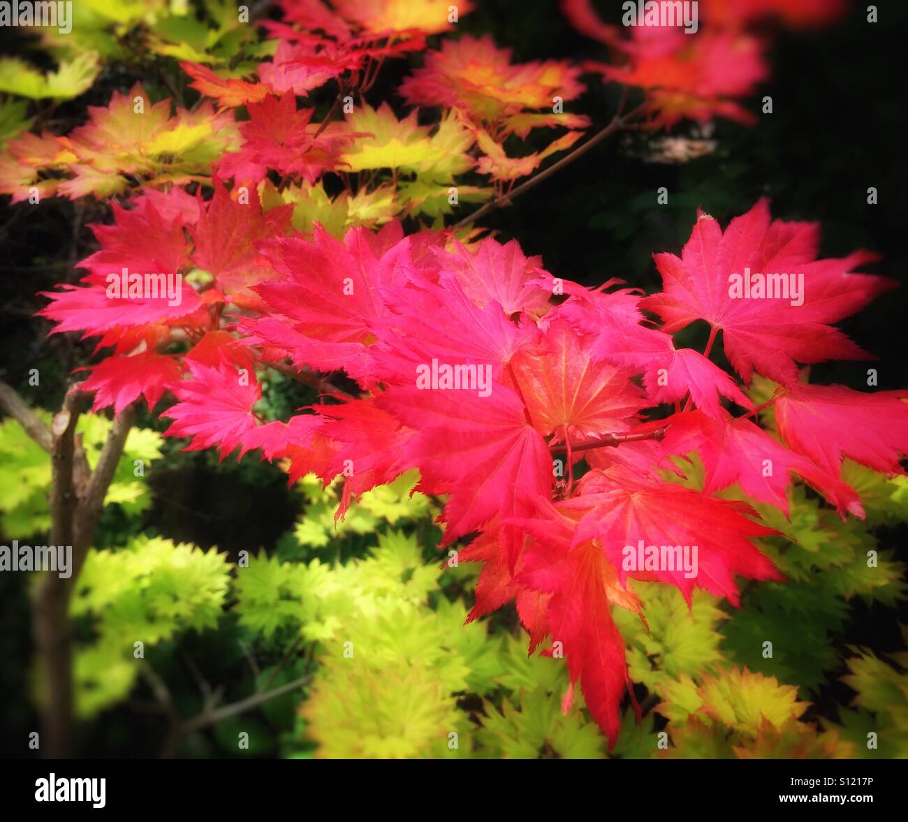 Red acer tree leaves Stock Photo - Alamy