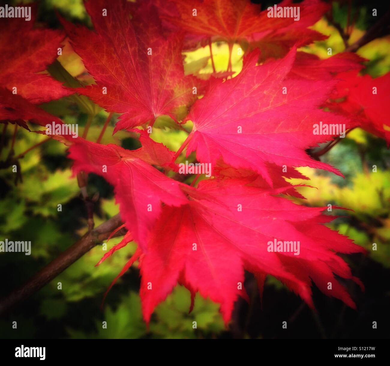 Red acer tree hi-res stock photography and images - Alamy
