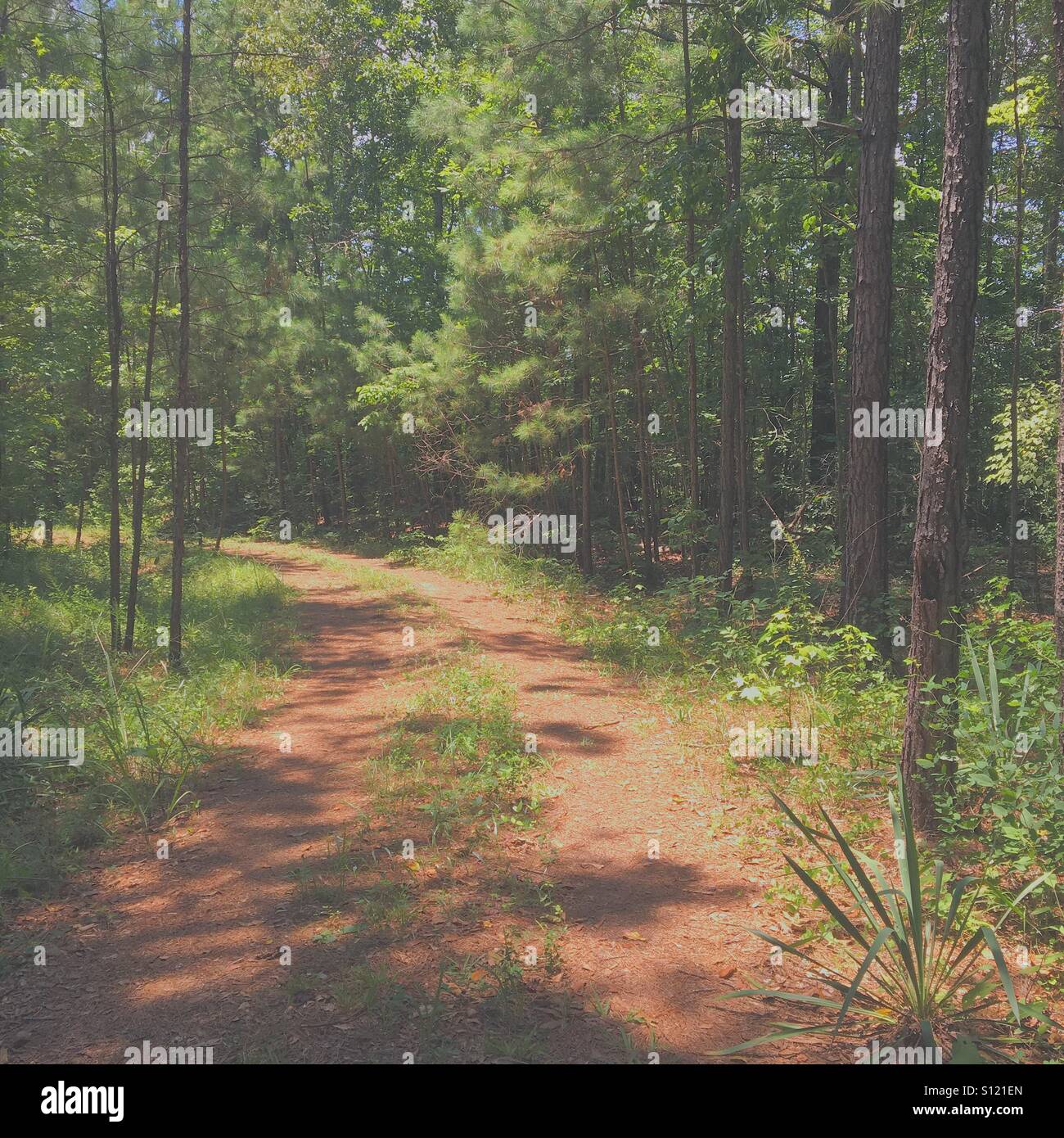 Taking a walk through nature Stock Photo - Alamy
