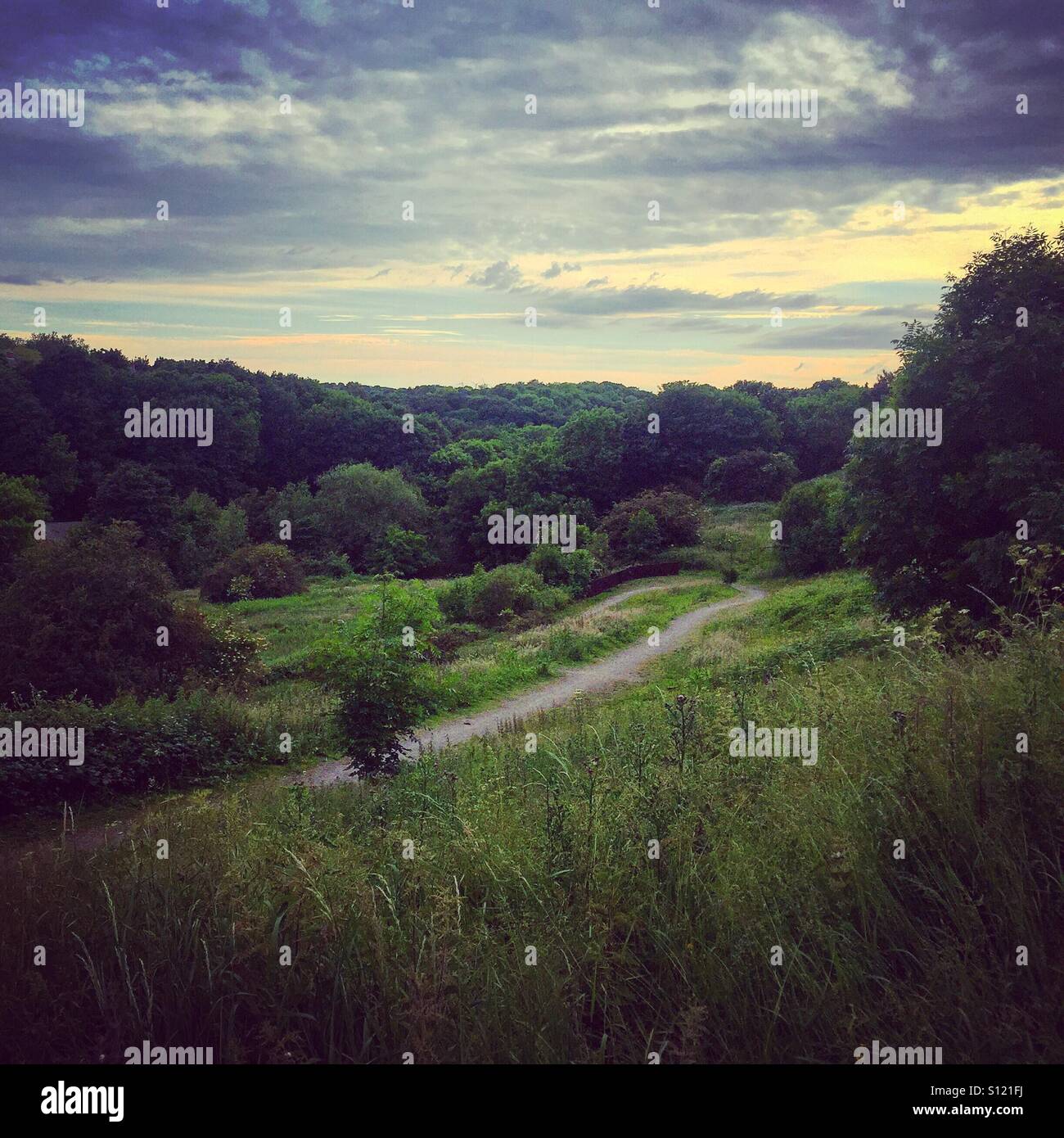 Countryside trail running through lush green trees Stock Photo - Alamy