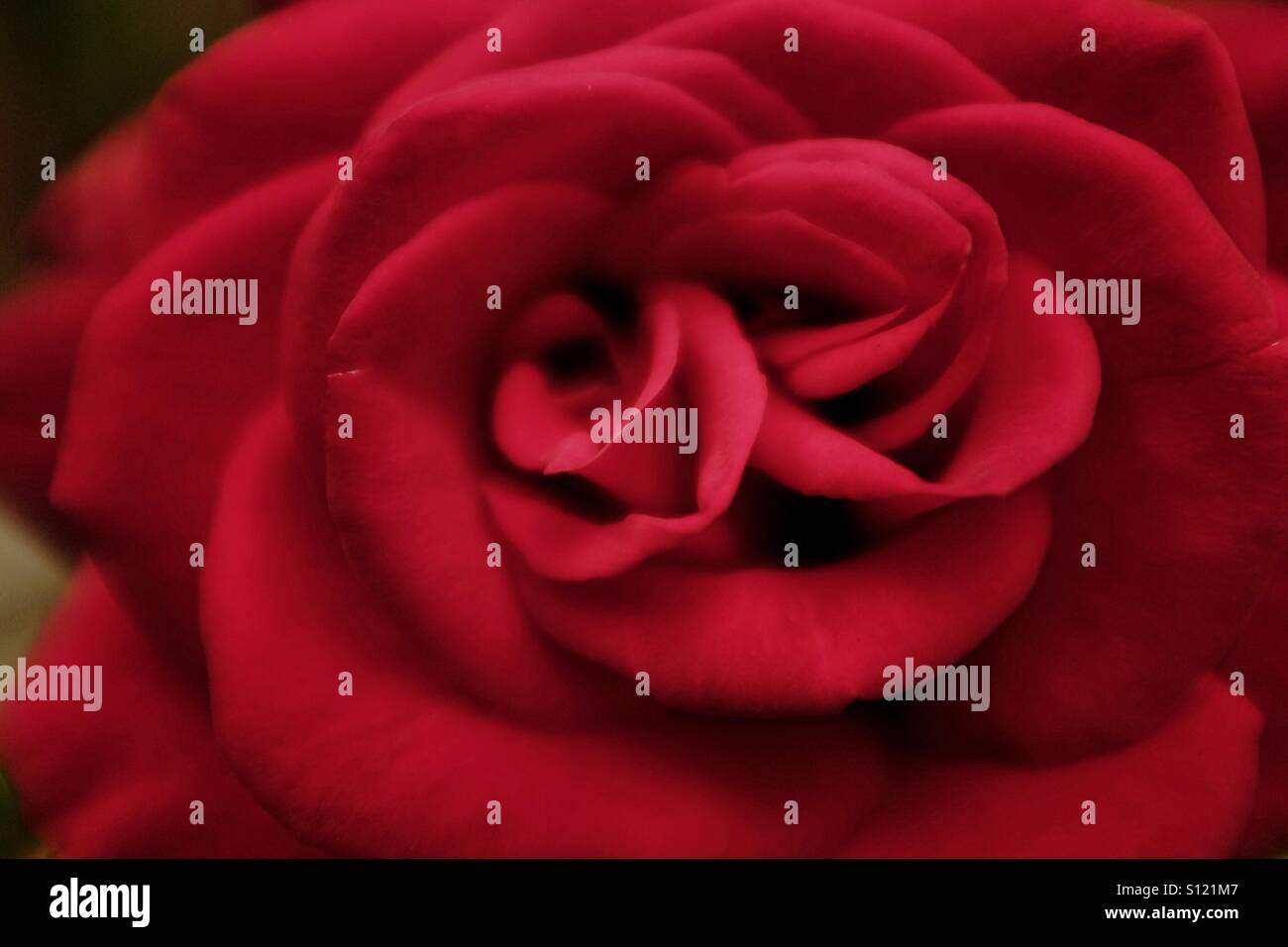 Red Rose Blossoming Stock Photo - Alamy