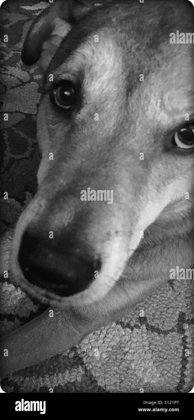 Max the dog and black and white Stock Photo - Alamy