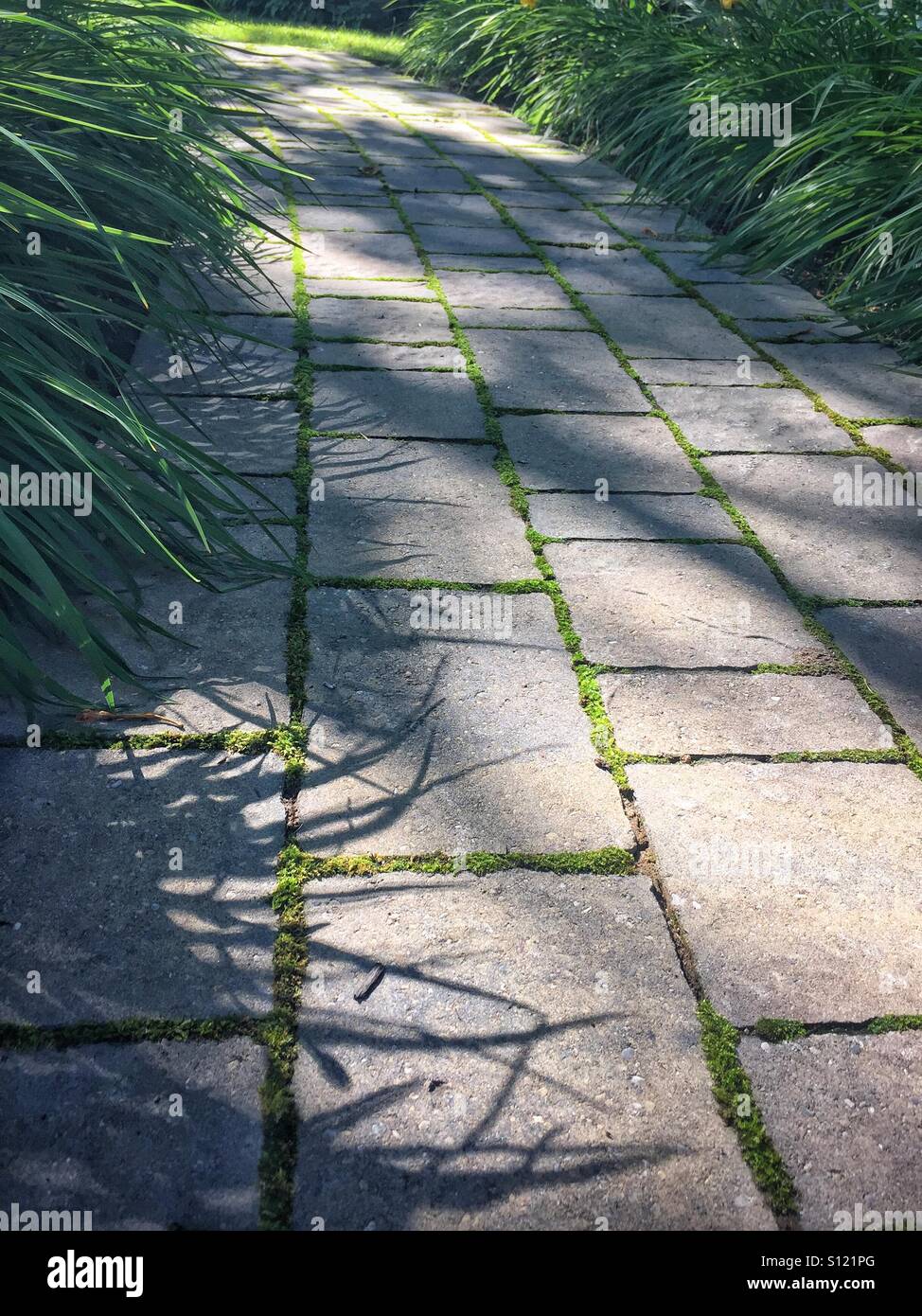 Stone walkway rimmed by long greenery and shadows at a low angle Stock ...