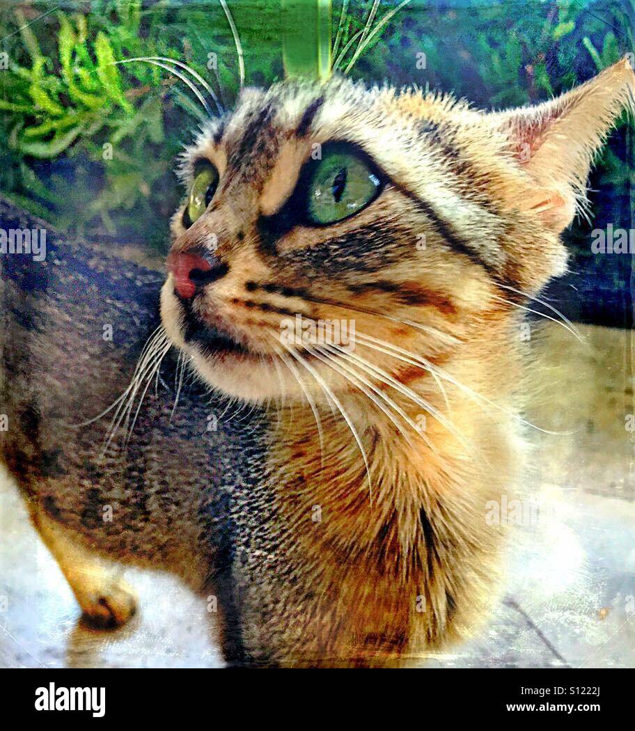 ...very young cat...be careful...! Stock Photo - Alamy