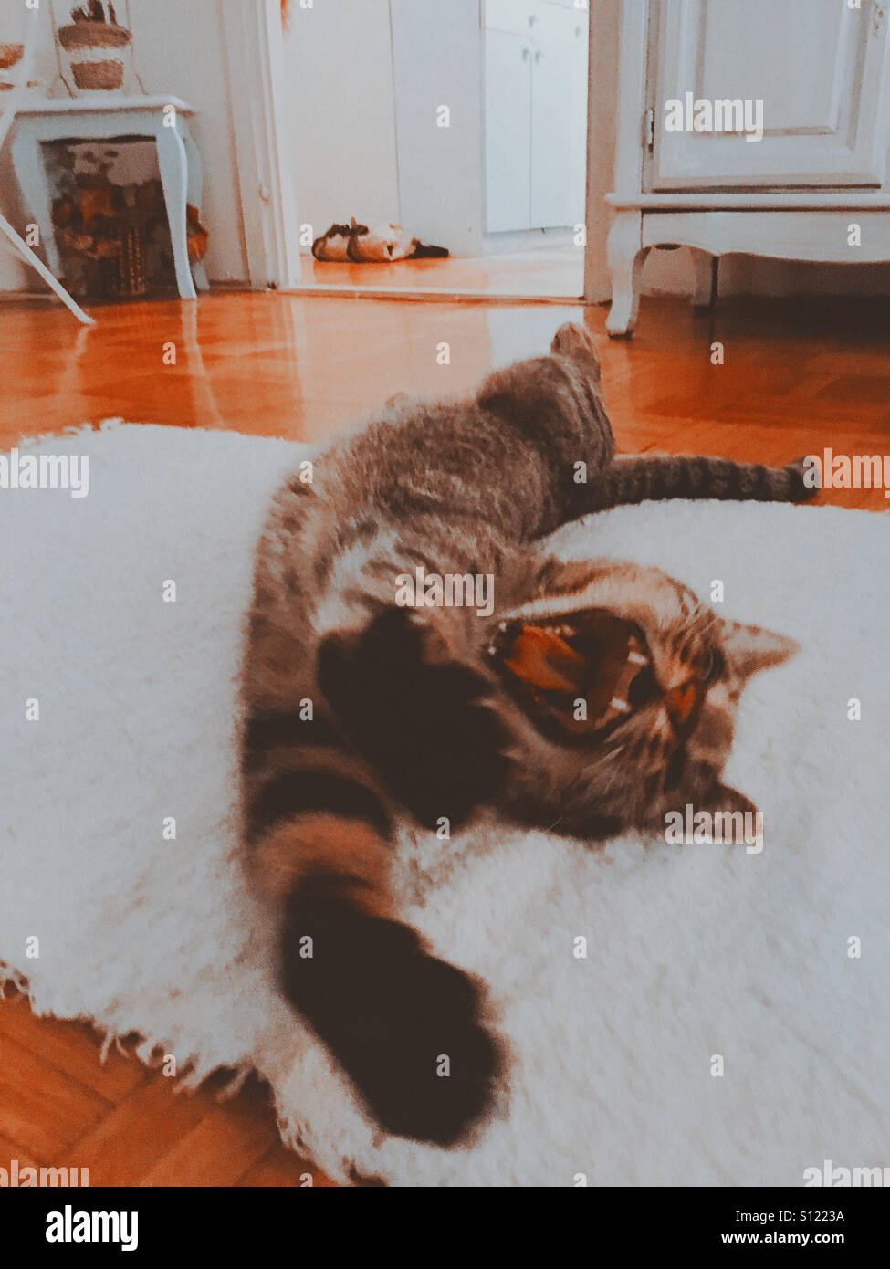 Cute Cat Stretching High Resolution Stock Photography and Images - Alamy