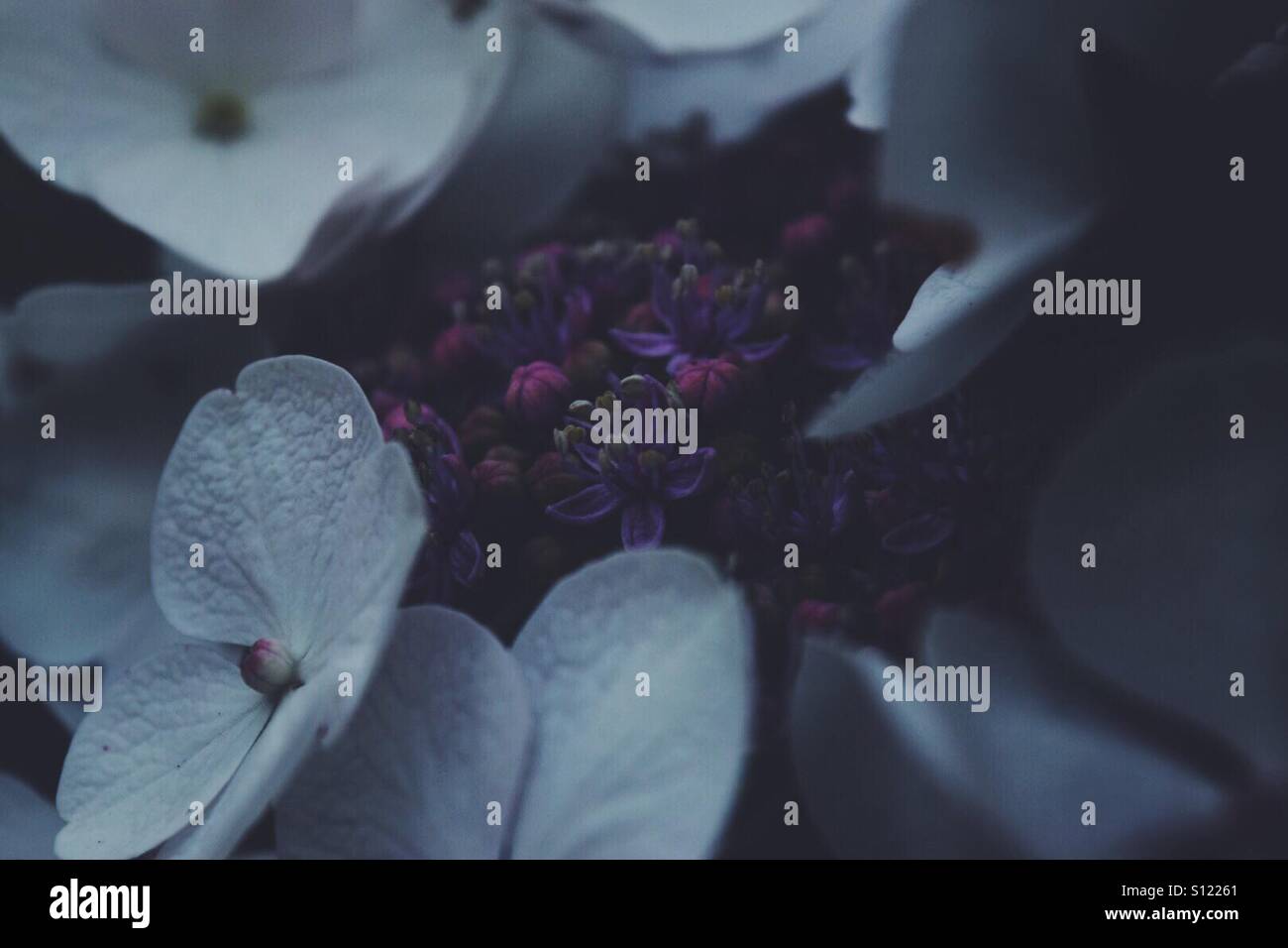 Hydrangea night hi-res stock photography and images - Alamy