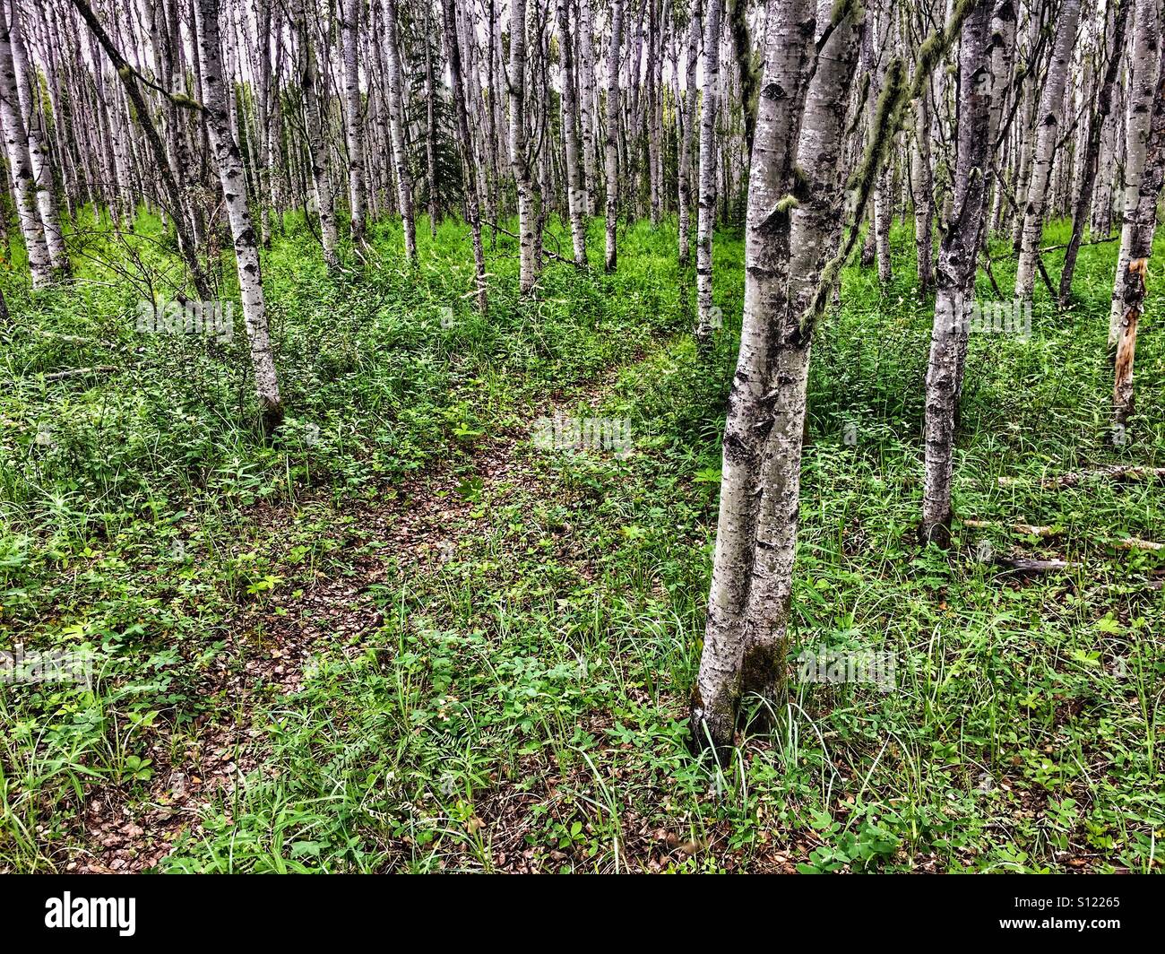 Hiking path through a birch tree forest Stock Photo - Alamy