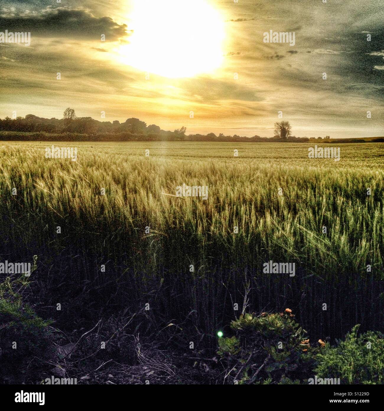 Ireland field sunset countryside Stock Photo - Alamy