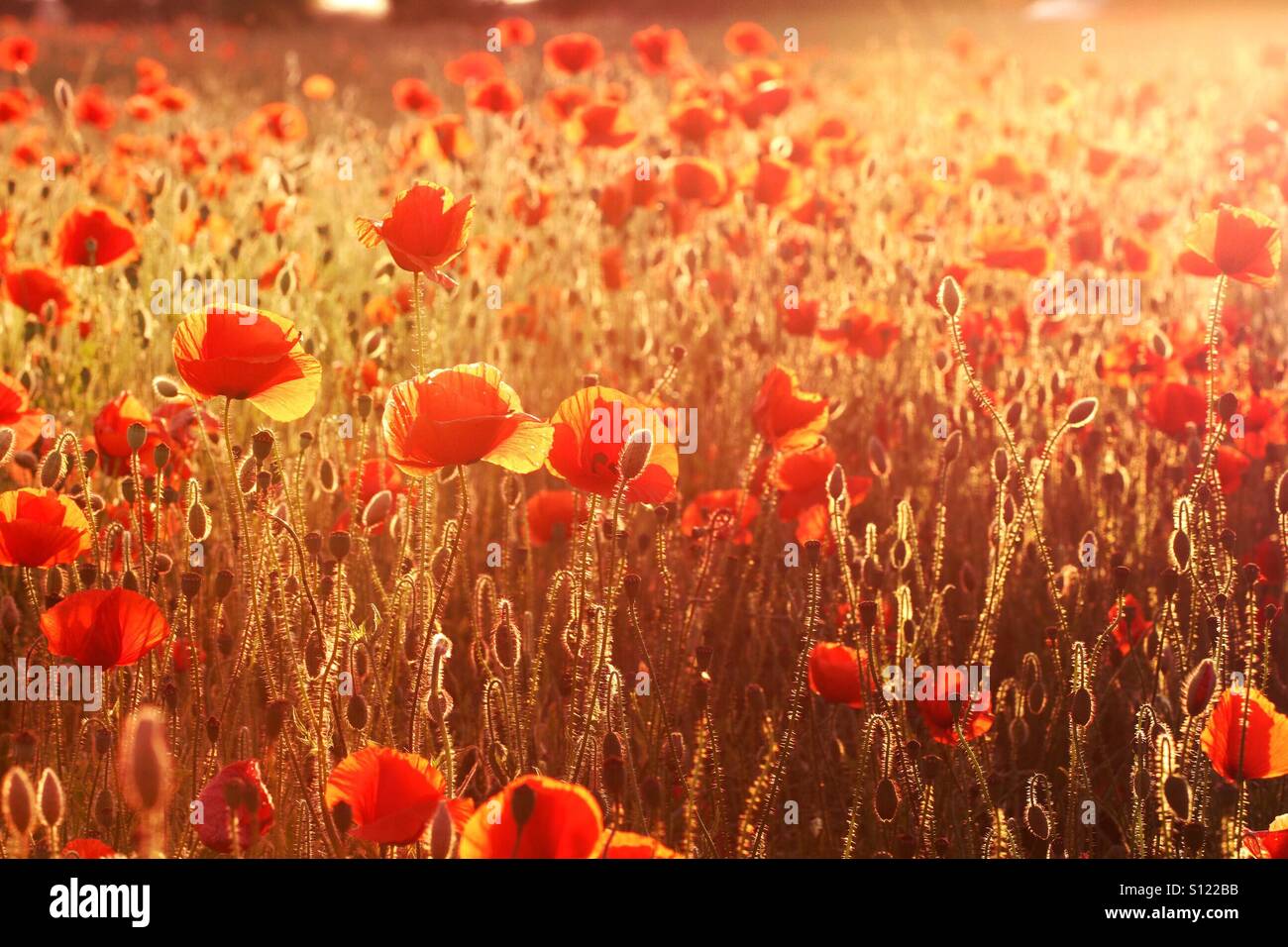 A bright poppy field that is backlit from a setting sun Stock Photo - Alamy