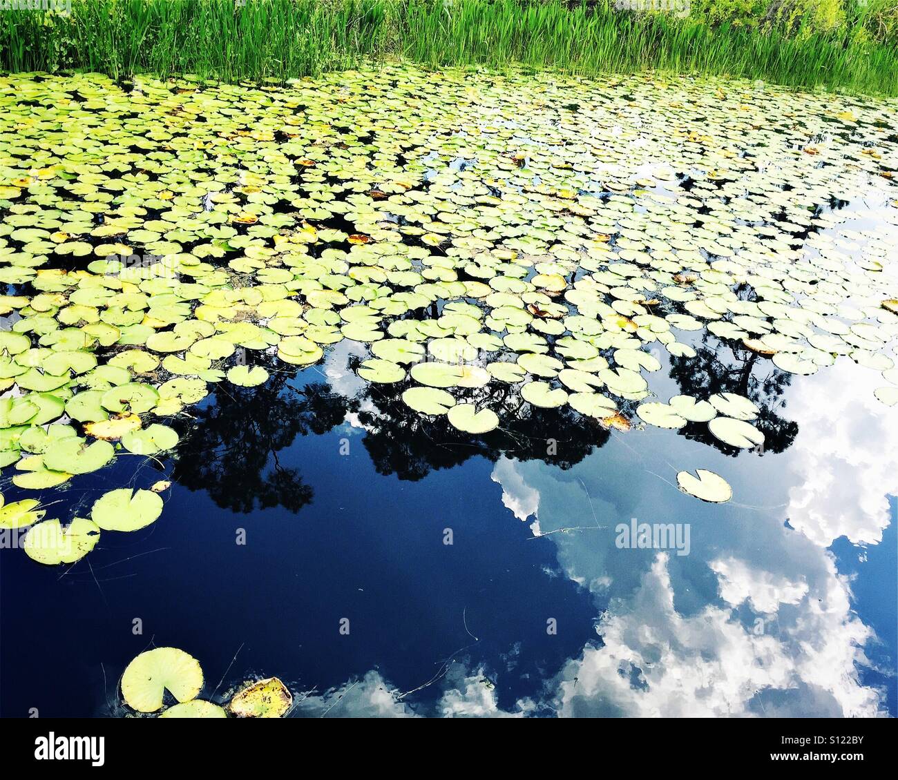 Floating lilly pad hi-res stock photography and images - Alamy