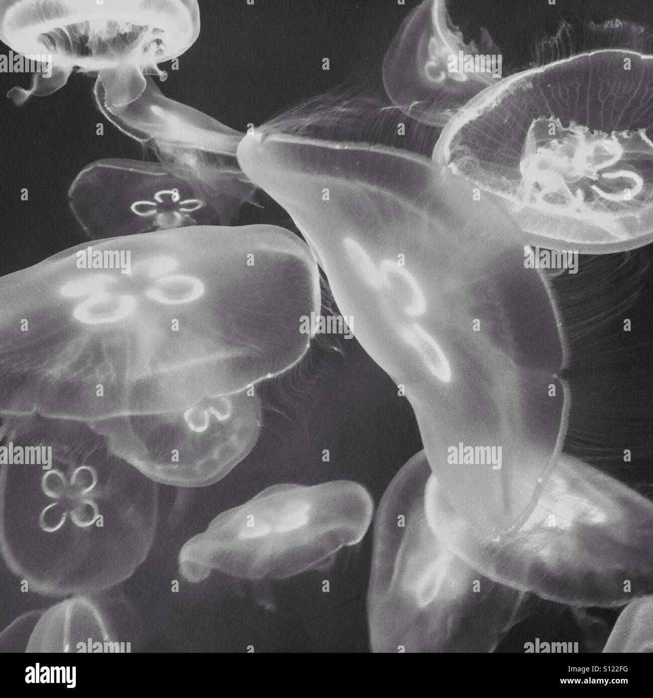 Light jellyfish hi-res stock photography and images - Alamy