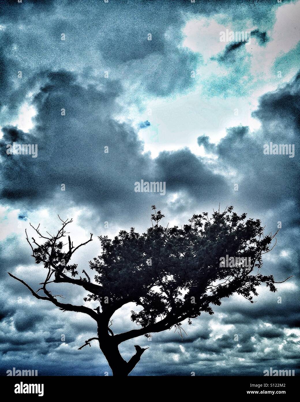 Dramatic tree silhouettes hi-res stock photography and images - Alamy