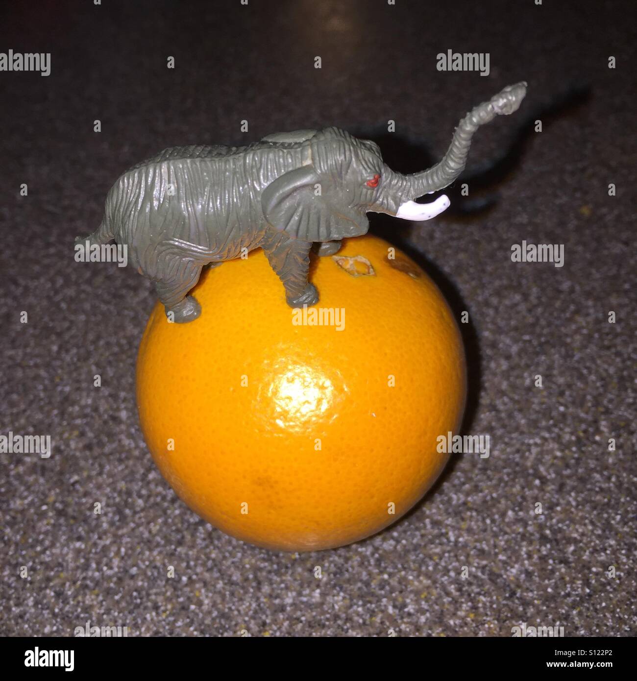 Balancing elephant hi-res stock photography and images - Alamy