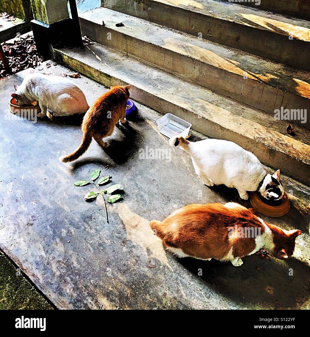 Cats feeding time Stock Photo - Alamy