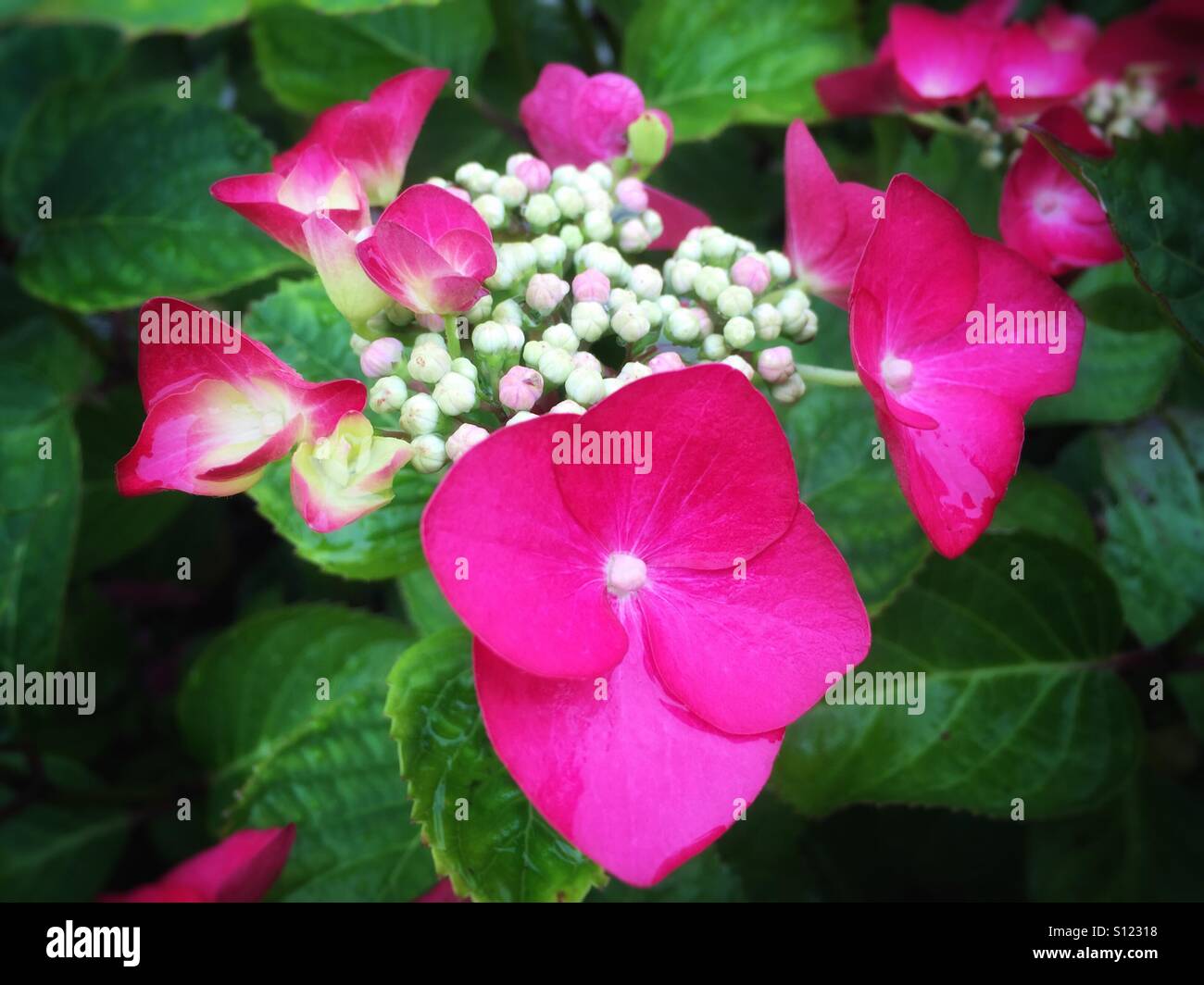 Lace cap hydrangea hi-res stock photography and images - Alamy