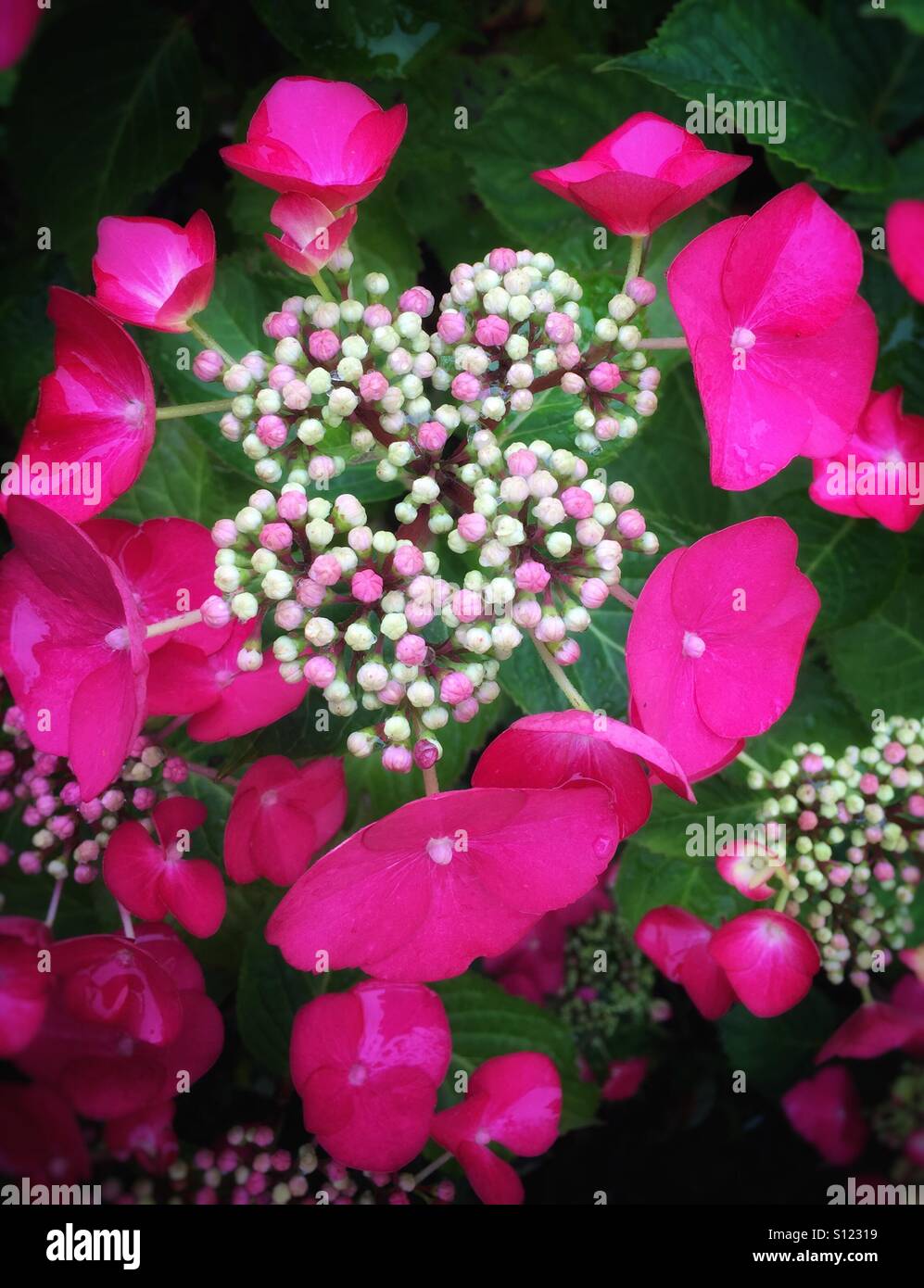 Lace cap hydrangea hi-res stock photography and images - Alamy