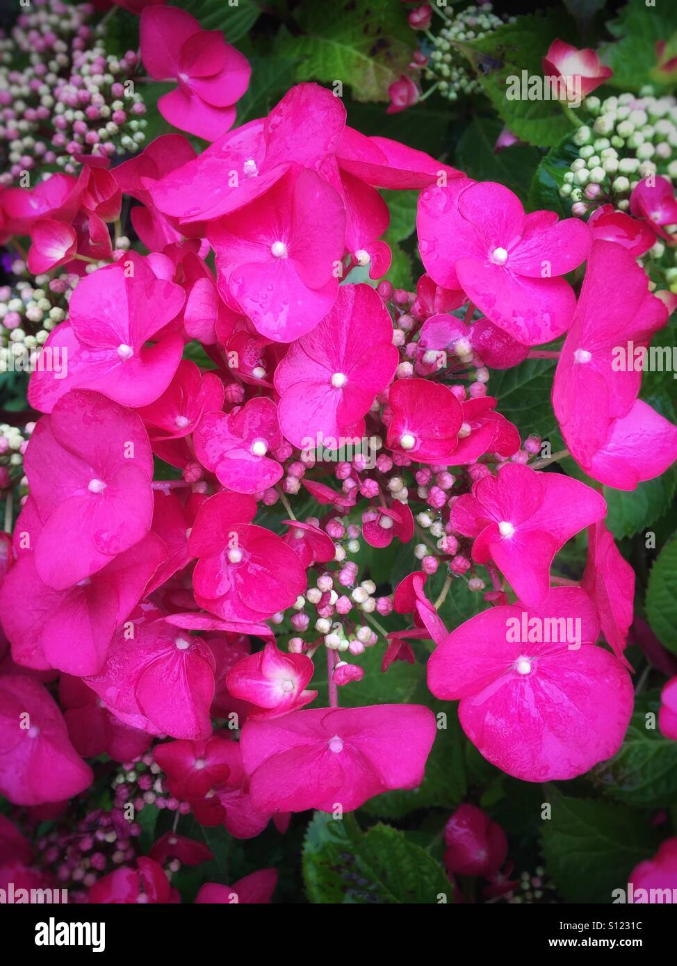 Lace cap hydrangea hi-res stock photography and images - Alamy