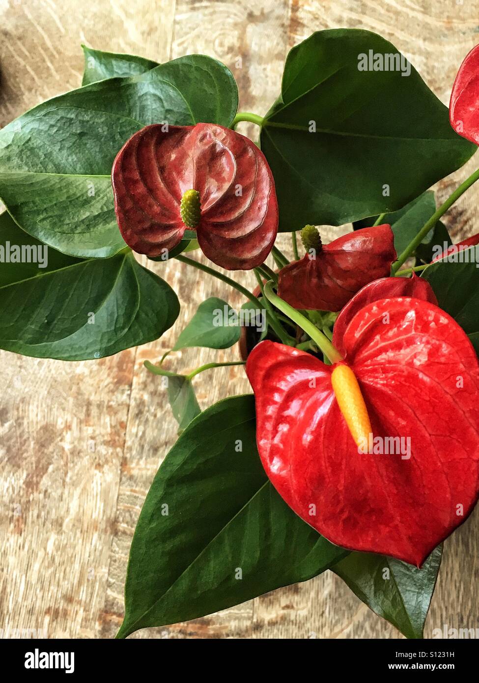 Foliage anthurium hi-res stock photography and images - Alamy