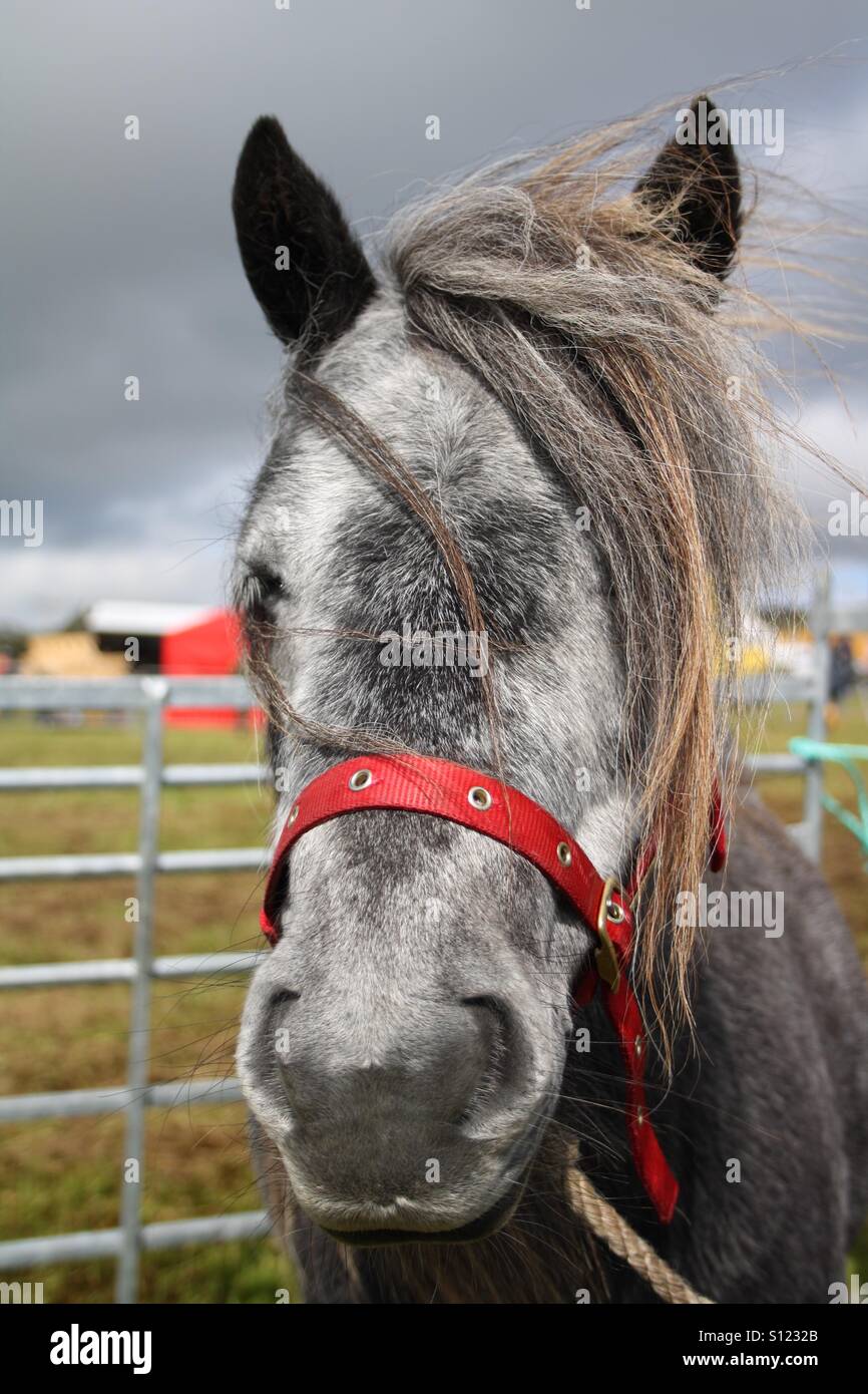 Shetland pony mane hi-res stock photography and images - Alamy