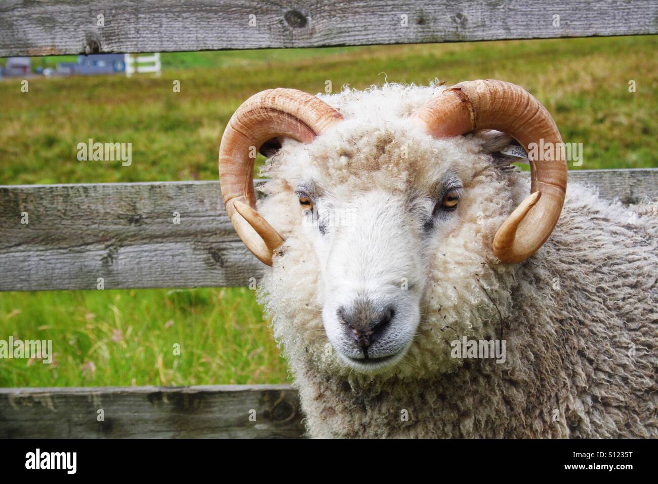 A prize winning sheep with horns Stock Photo - Alamy
