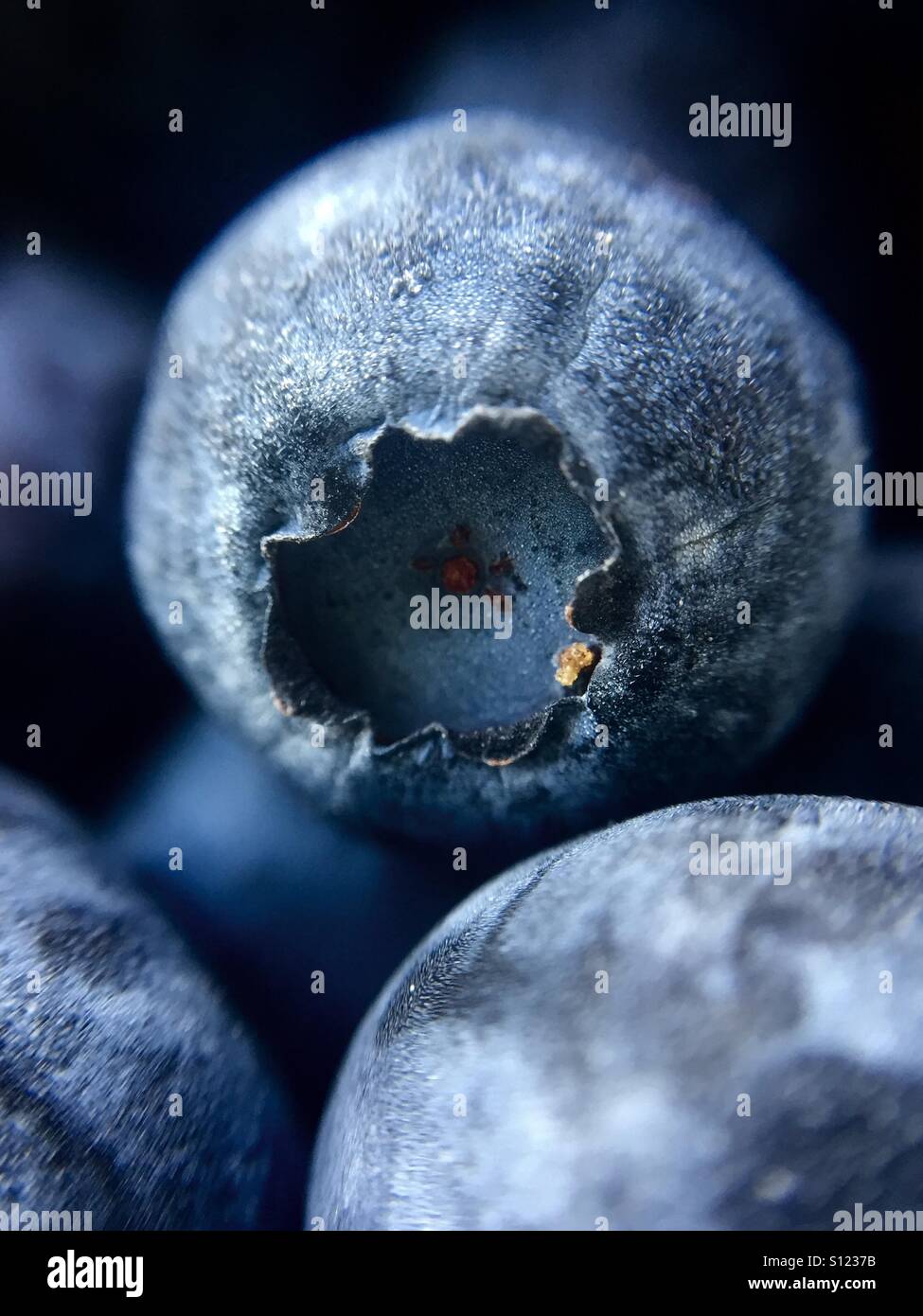 Extreme close up of a ripe blueberry Stock Photo - Alamy