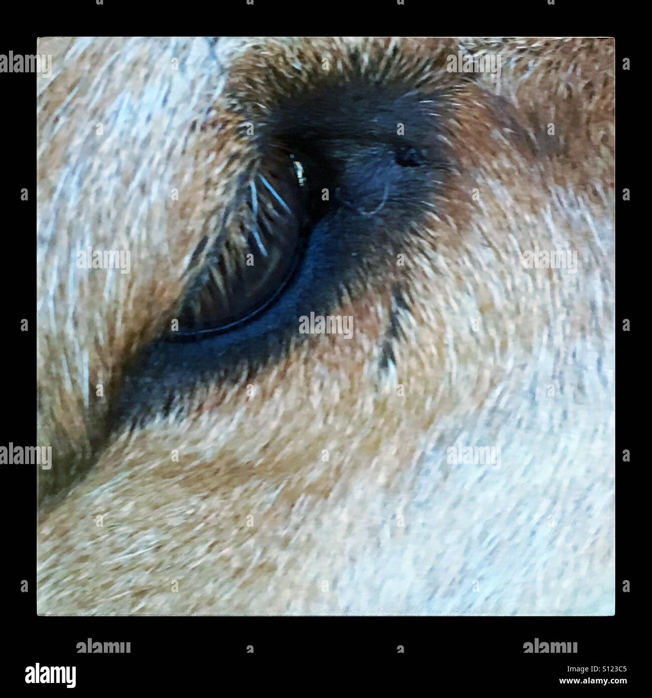 Dogs eye hi-res stock photography and images - Alamy