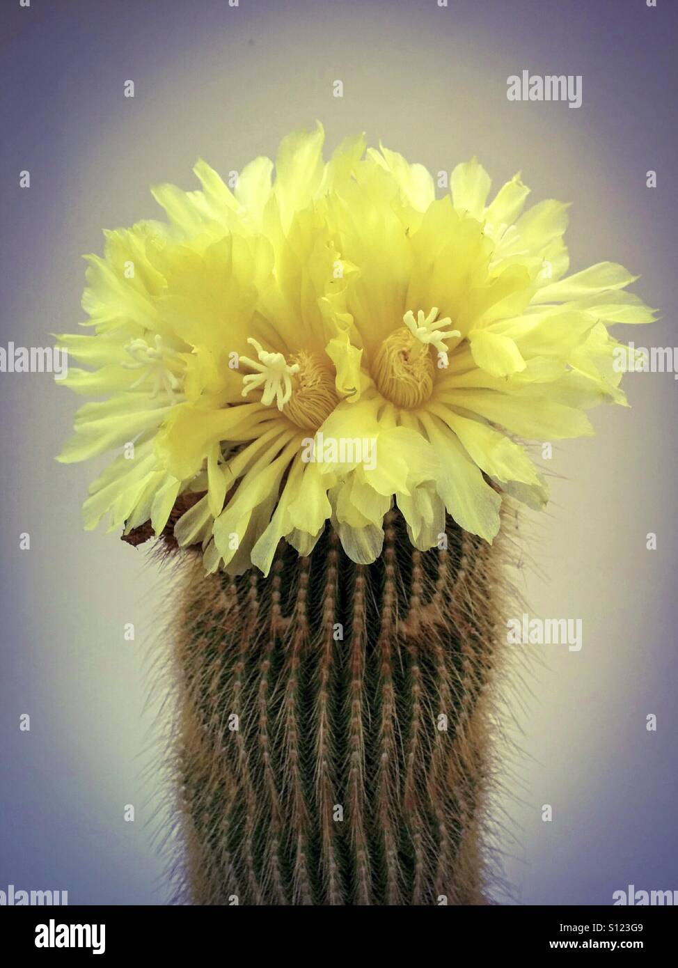 Eriocactus Leninghausii Stock Photos & Eriocactus Leninghausii Stock ...