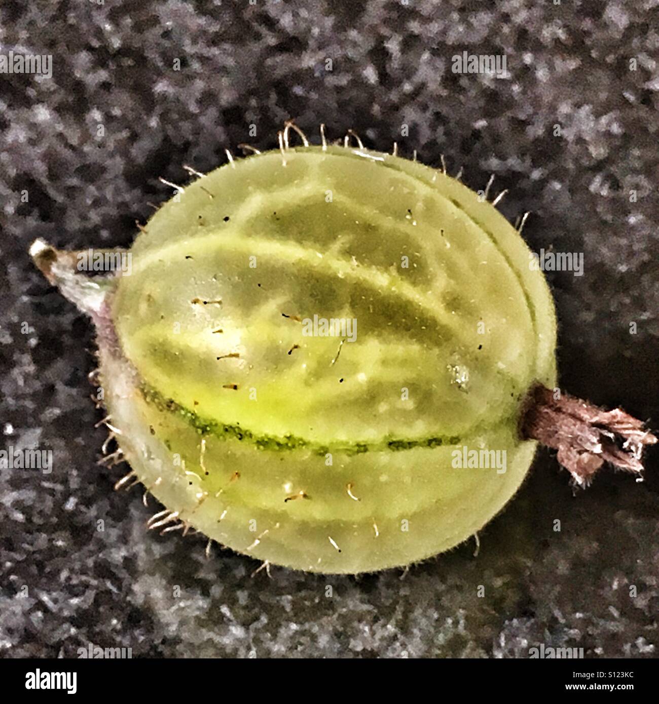 Single green gooseberry hi-res stock photography and images - Alamy