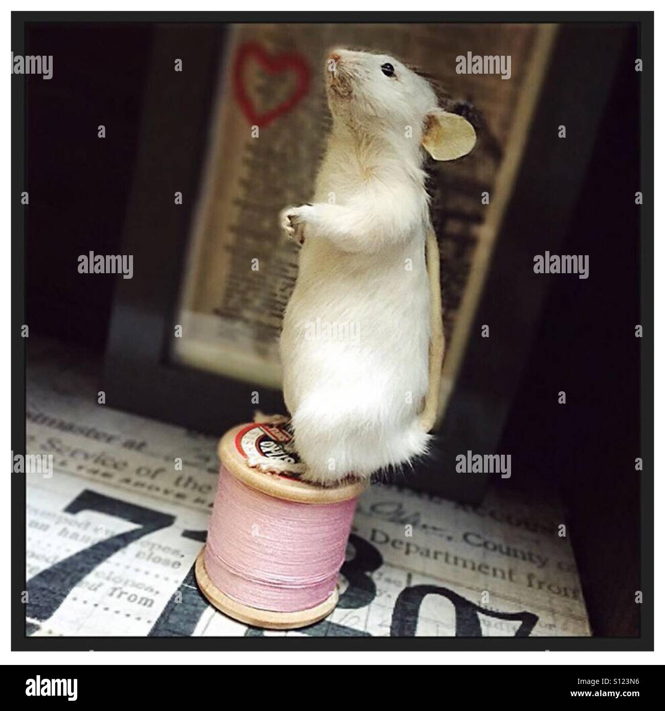Taxidermy mouse hi-res stock photography and images - Alamy