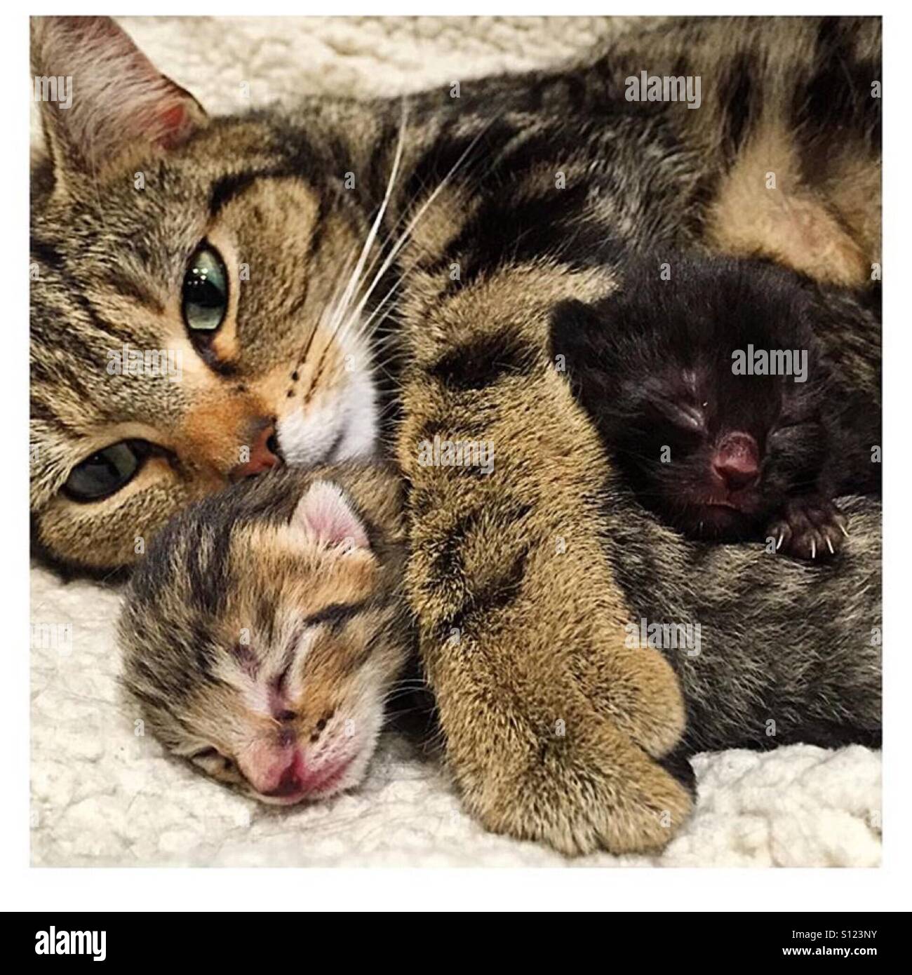 Mother cat with kittens Stock Photo - Alamy