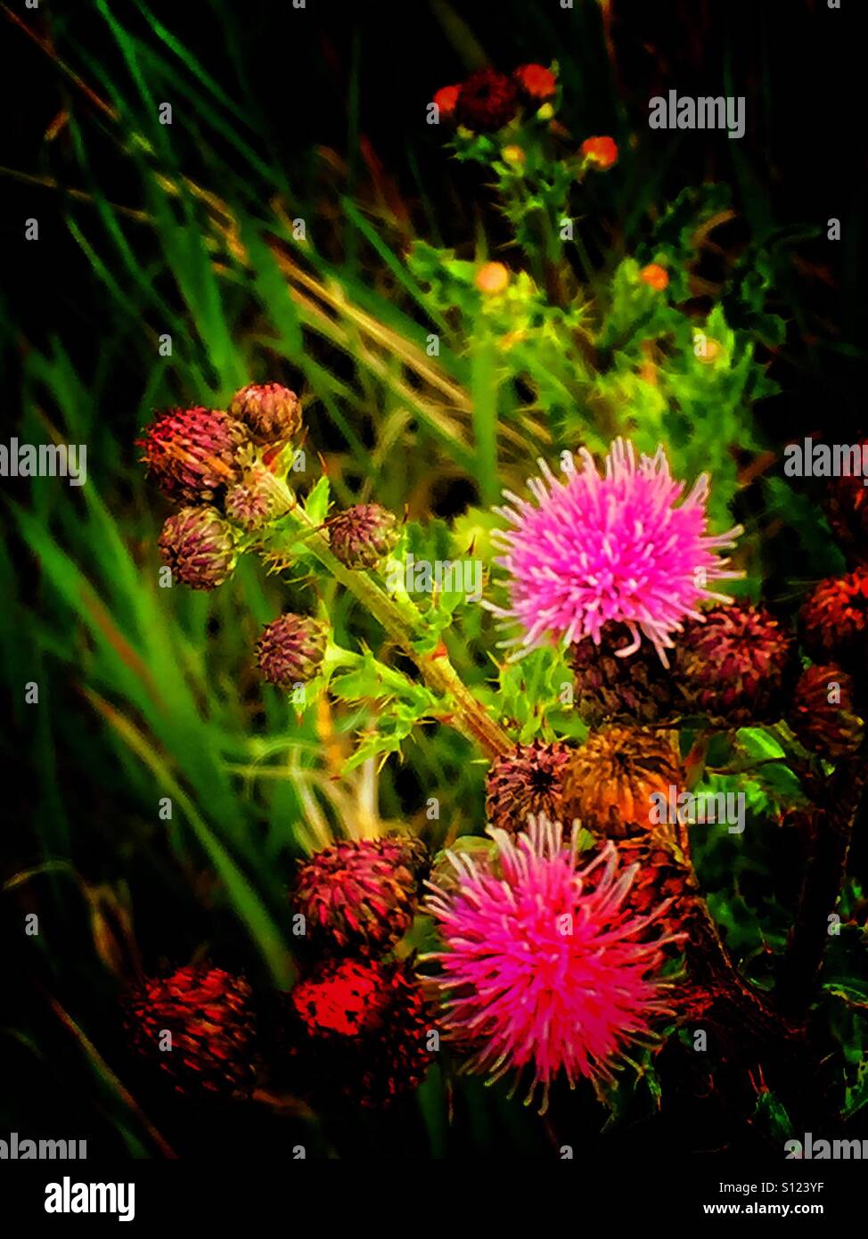 Spear thistle wildflower Stock Photo - Alamy