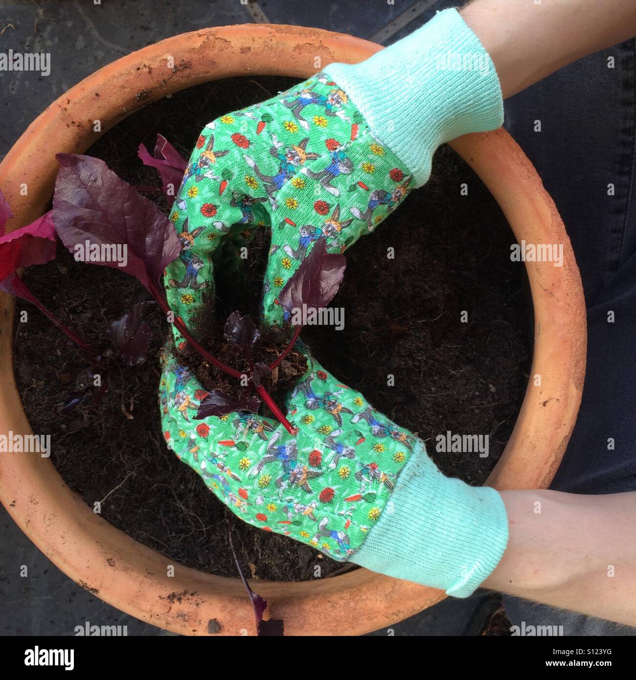 Beetroot growing pot hi-res stock photography and images - Alamy