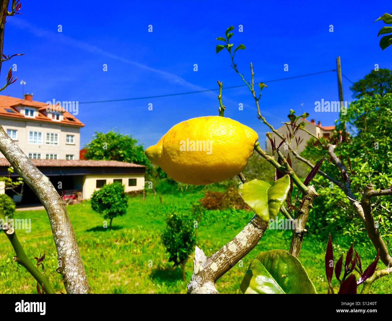Levitating lemon hi-res stock photography and images - Alamy