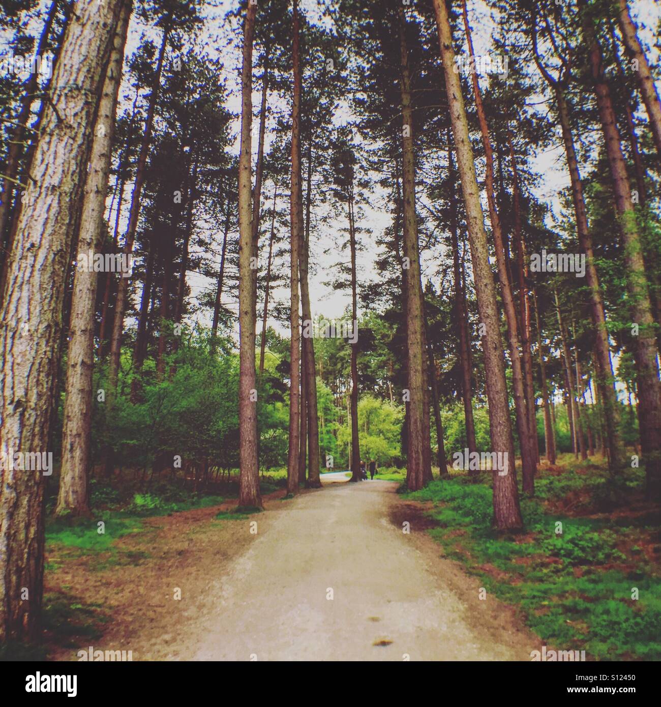 Deep into the forrest hi-res stock photography and images - Alamy