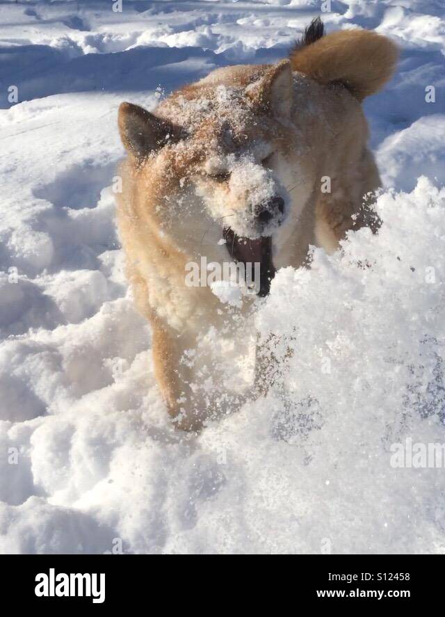 Love shiba hi-res stock photography and images - Alamy