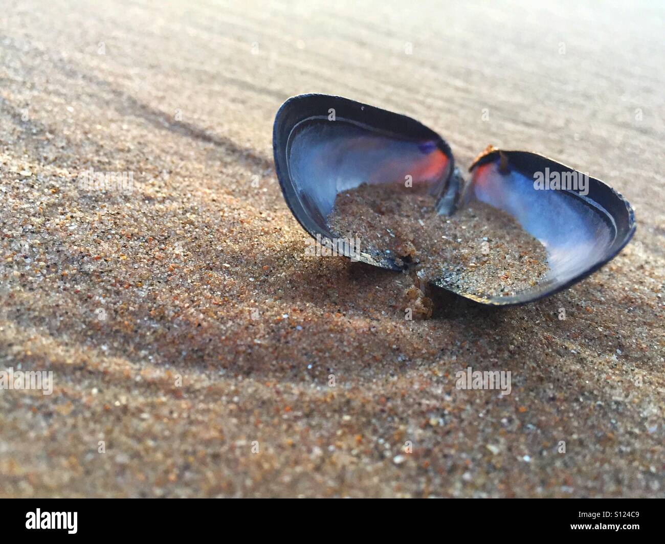 Mussel shell in the sand Stock Photo - Alamy
